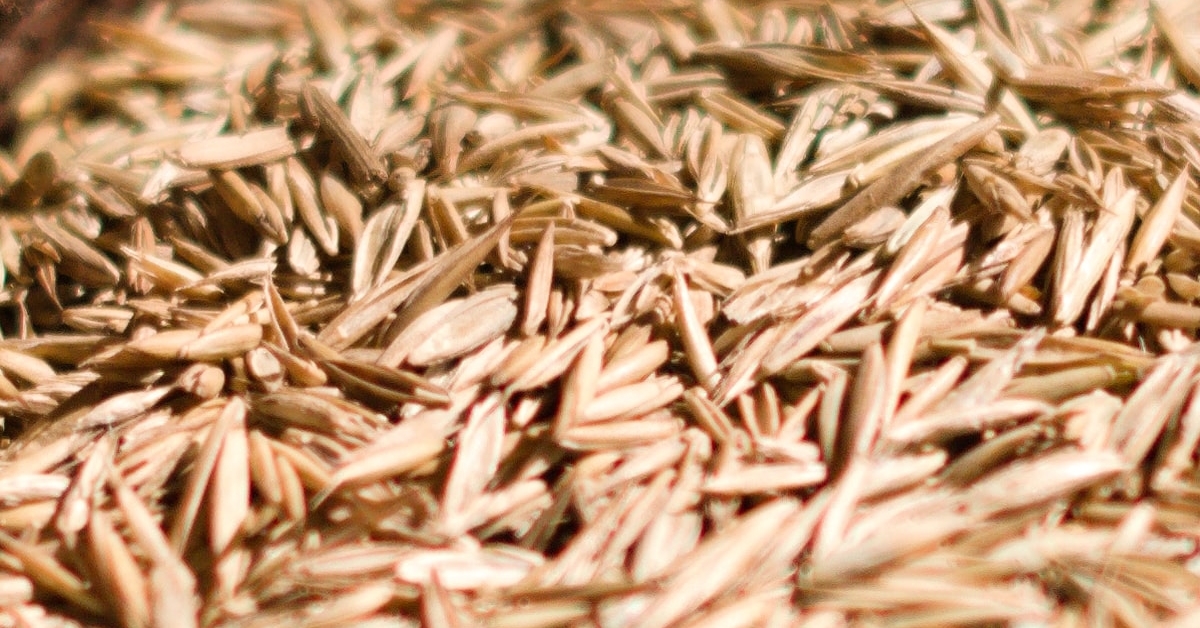 How to optimise Seed Processing? - Videometer