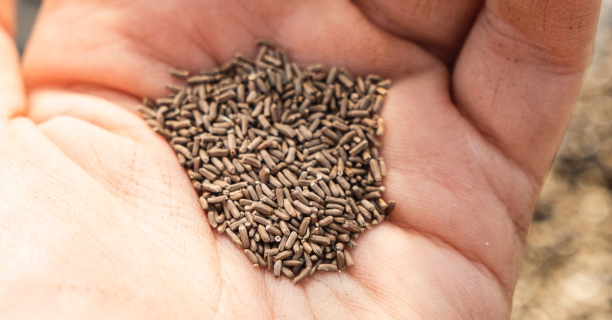 Seed Health - VideometerLab detects seed-borne fungi - Videometer