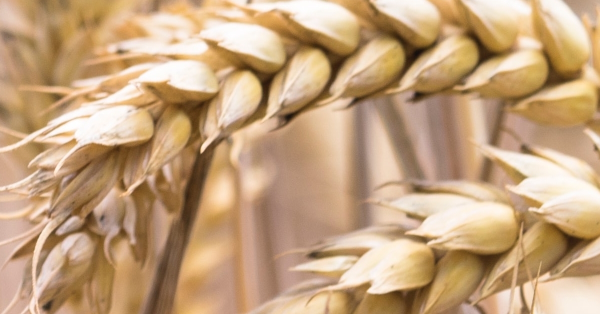 Seed Pathogen Detection and Varietal Identification in wheat