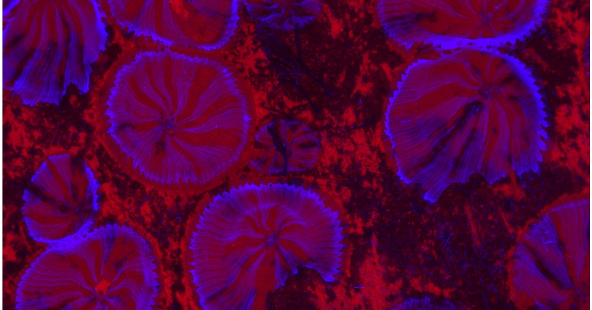 Biofouling on surfaces - Videometer Resources