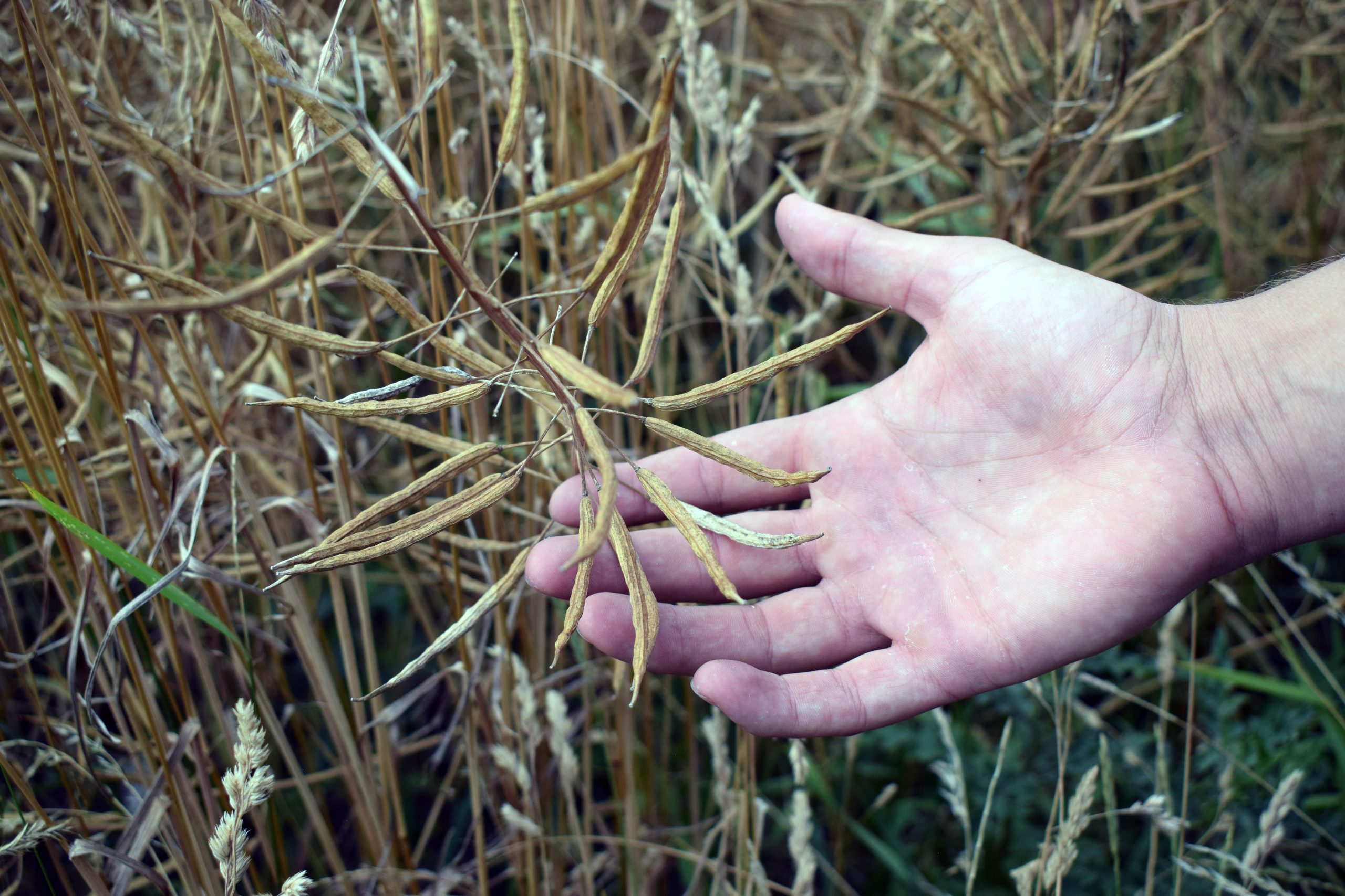 Applications of Spectral Imaging technology - Videometer