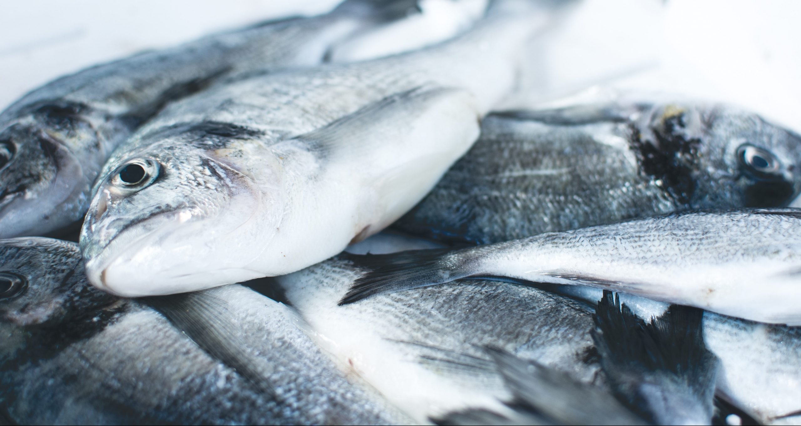 Seafood Quality Assessment - Videometer Technology