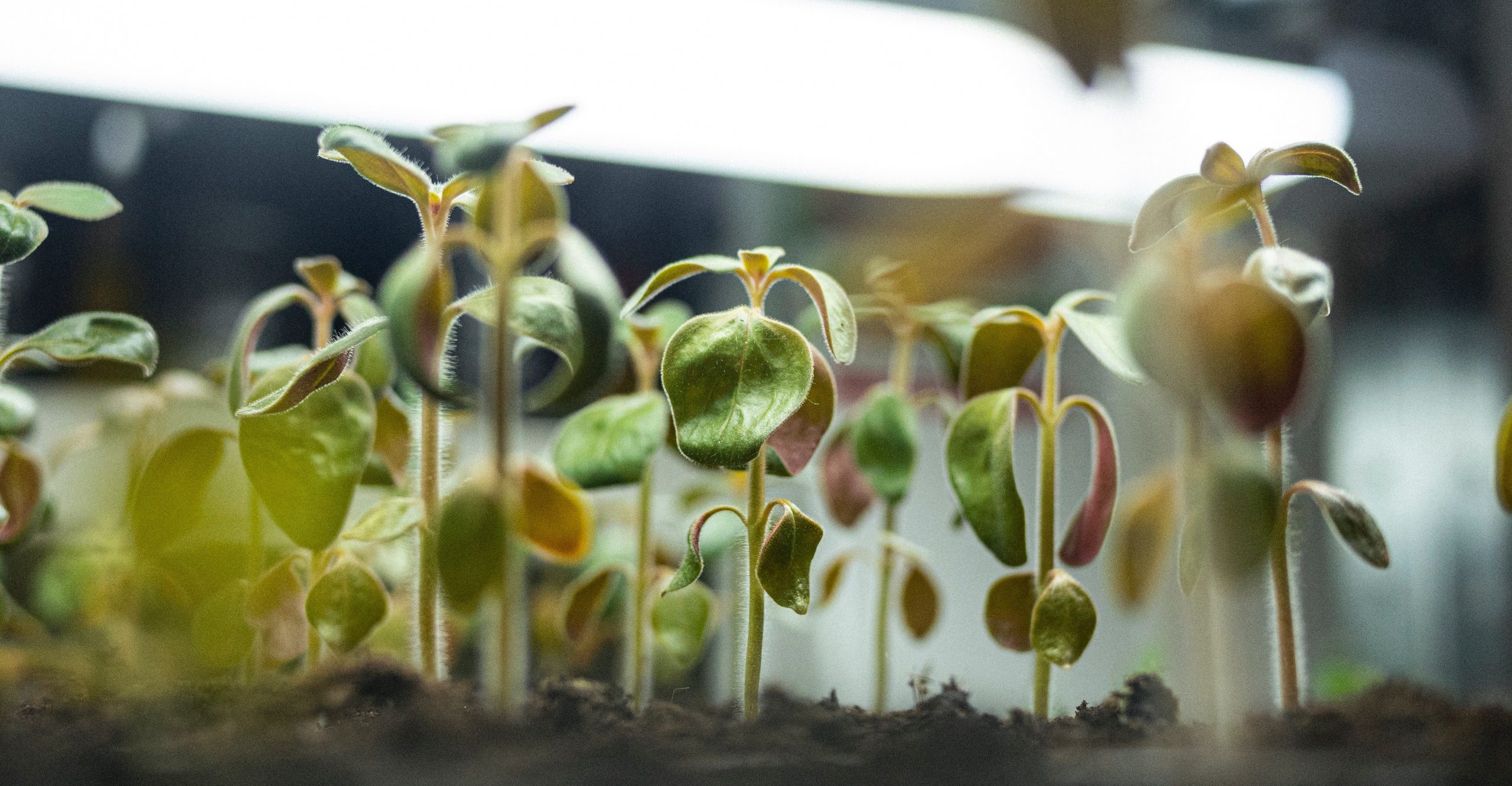 Seed Health Grading Assessment by Videometer's imaging