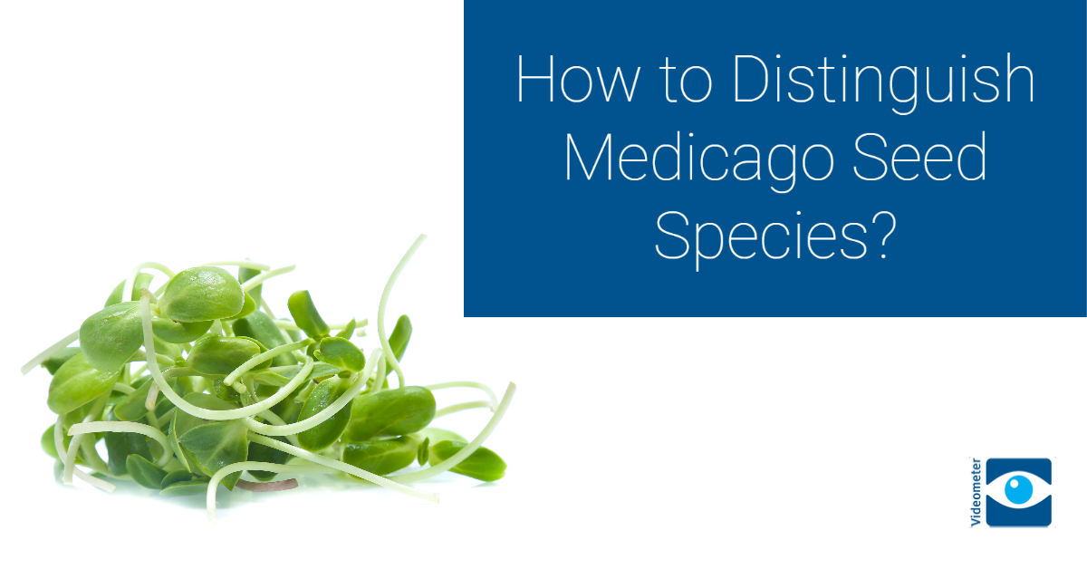 How to distinguish Medicago seed species? - Videometer